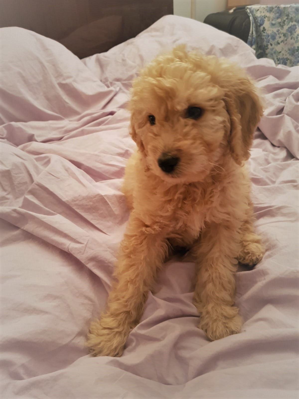 LE LABRADOODLE - LABRADOODLE OCCITANIE