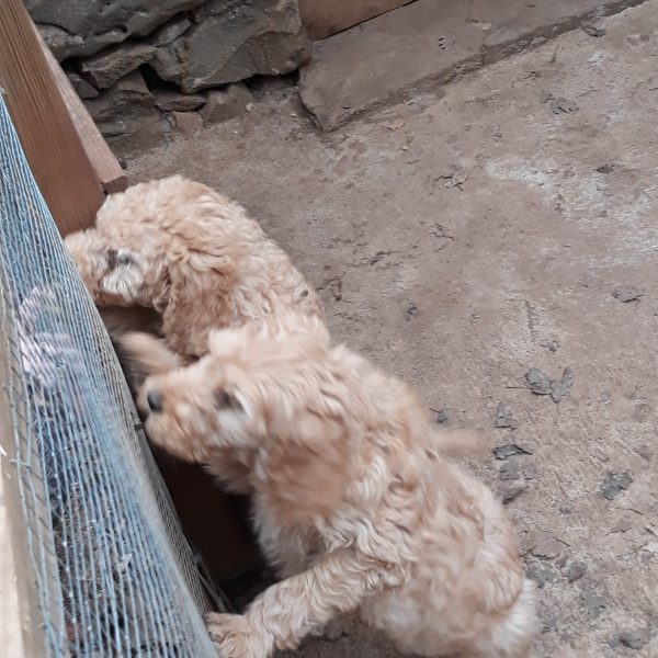 NOS CHIOTS LABRADOODLE - LABRADOODLE OCCITANIE