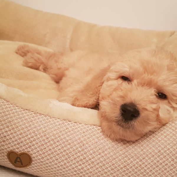 NOS CHIOTS LABRADOODLE - LABRADOODLE OCCITANIE